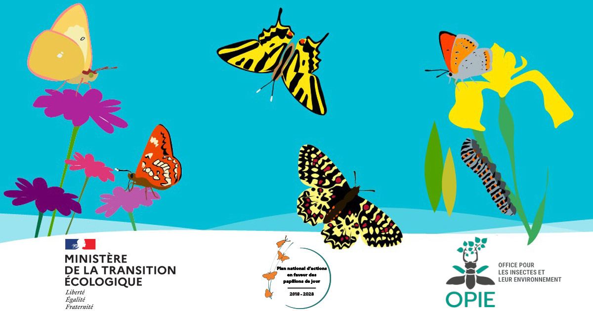 Plan National d'actions en faveur des papillons de jour - Diaporama ...